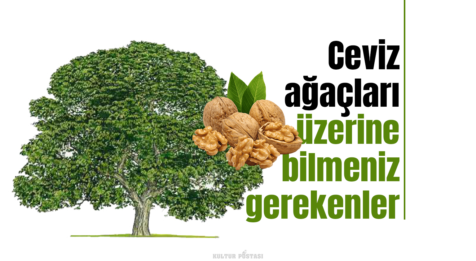 Ceviz ağaçlarının çoğaltılması - Kültür Postasi